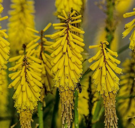 Kniphofia Lemon Popsicle