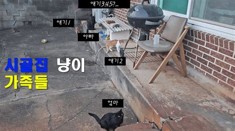 추석 고향 집 냥이 가족들 Youtube