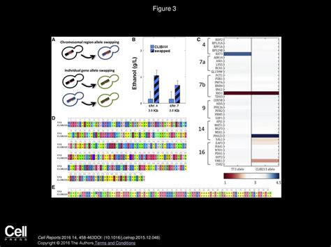 Zvi Tamari Naama Barkai Cell Reports Ppt Download