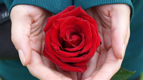 Amor De Rosa Roja