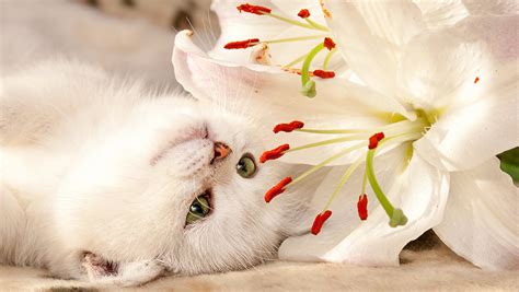 Veterinarian Near Me 34233 Sarasota Veterinary Center