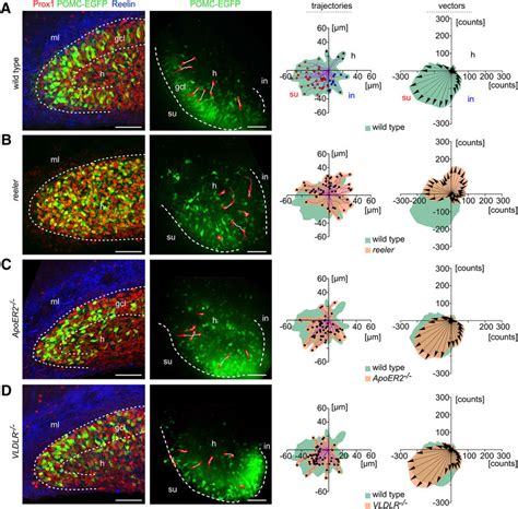 Migration Of Newborn Granule Cells In The Wild Type Wt Dentate Gyrus