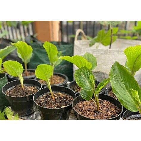 Jual Tanaman Herbal Bibit Kunyit Hitam Asli Kunyit Hitam Malaysia