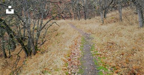 A Path In The Middle Of A Grassy Field Photo Free Lyle Image On Unsplash