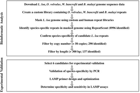 bioinformatic filtering pipeline to identify l loa specific repeat