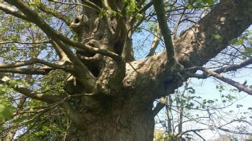Tree Surveys For Development Throughout Devon