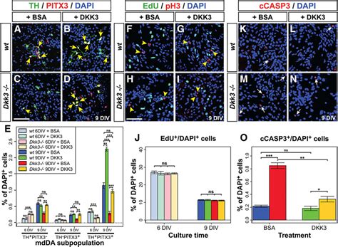 Dkk3 Promotes The Differentiation And Survival Of An Mdda Neuron Subset