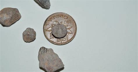 Limestone Fossilized Clams Imgur