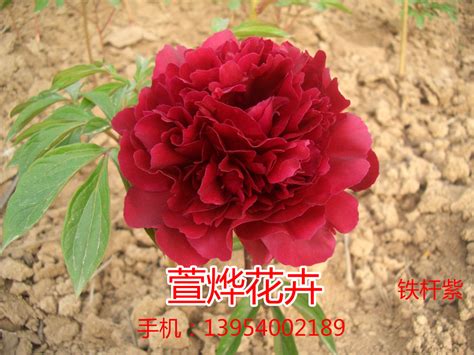 芍药品种 黑色系列 菏泽萱烨花卉有限公司
