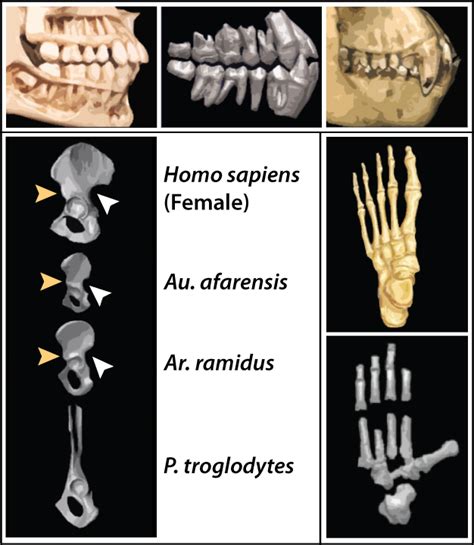 Ardipithecus Ramidus Skull Characteristics