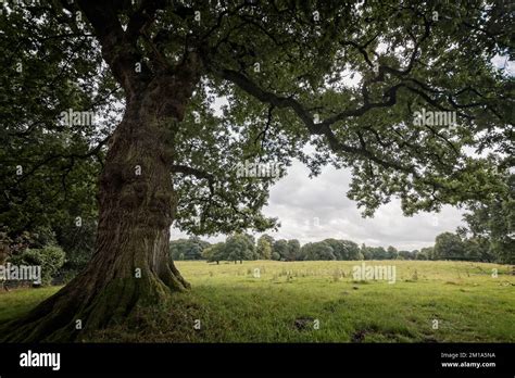 Trunk And Branches Of A Leafy Oak Tree In Cheshire England Spreading