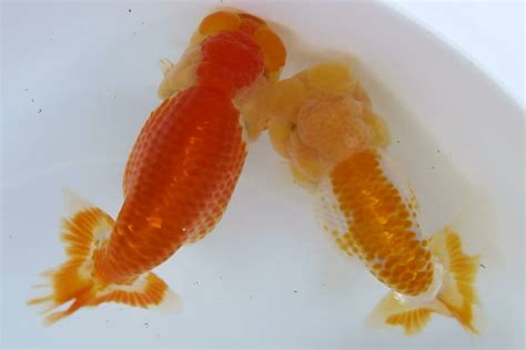 【未使用】らんちゅう 爆ふんたん系統 稚魚 約100匹の落札情報詳細 ヤフオク落札価格検索 オークフリー