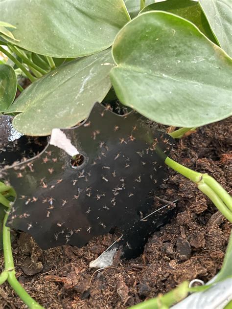 How Do I Get Rid Of These Tiny Flies R Indoorgarden