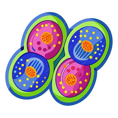 Diagrama De División Celular Ilustración De La Microbiología Vector