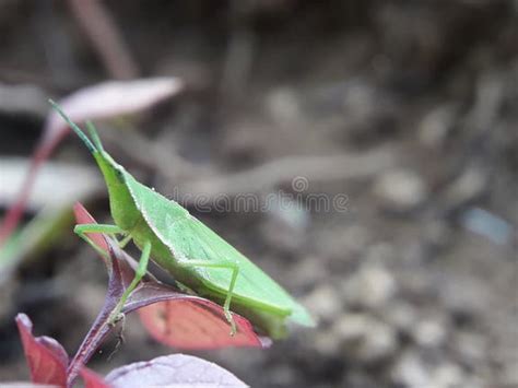 Macro Photo Of A Pointed Headed Mantis Also Known As A Praying Mantis