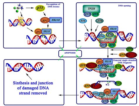 Nucleotide Excision Repair Pathways The Dna Damage Repaired Through