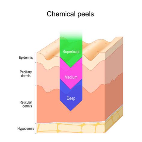 240 項reticular Cell 插圖照片檔、圖片和免版稅影像 Istock