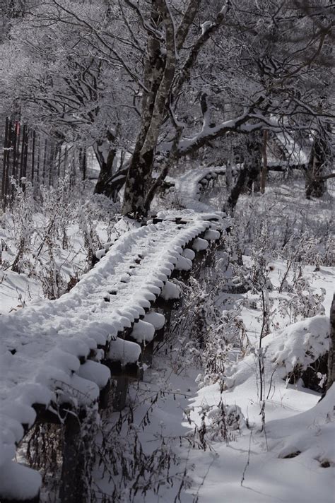 神奈川県立西丹沢ビジターセンター on Twitter 今日のお昼頃の檜洞丸山頂山頂付近ツツジ新道の情報を頂きました標高1000m