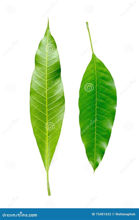 Leaf Of Mango Plant Which Is Infested With Fungi Stock Image