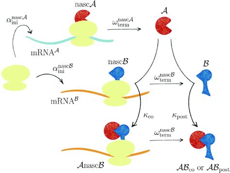Post And Co Translational Assembly Of Protein Complexes Ribosomes