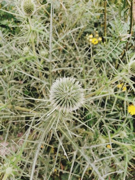Sharp Plants In A Garden Stock Image Image Of Nature 241263445