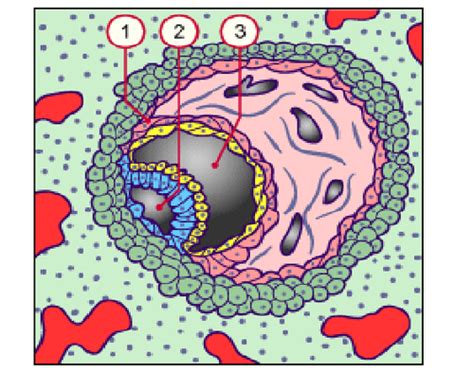 Bimestral Snc Quizlet