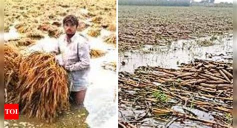 Agra Unable To Bear Crop Loss Due To Rains 27 Year Old Farmer Kills