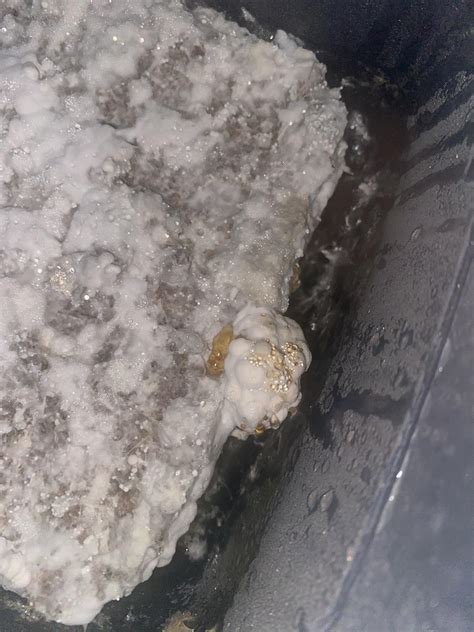 Wet Bubble R Contamfam
