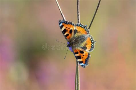 Small Tortoiseshell Butterfly On A Plant Stem Stock Image Image Of