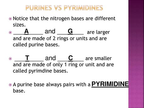 Dna Rna And Protein Synthesis Ppt Download