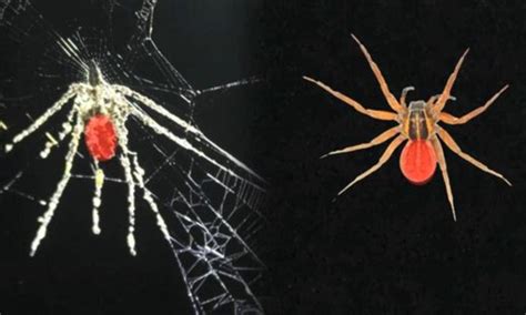 Spider That Makes Sculptures Of Itself Captured On Video Daily Mail