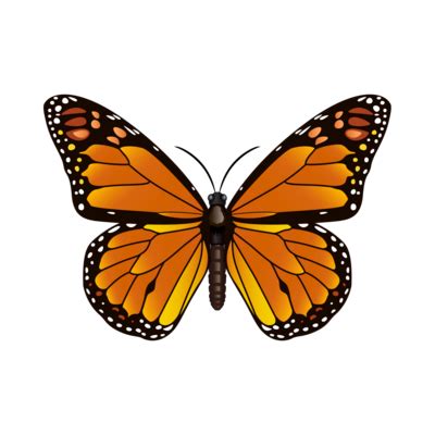Butterfly Pngs For Free Download