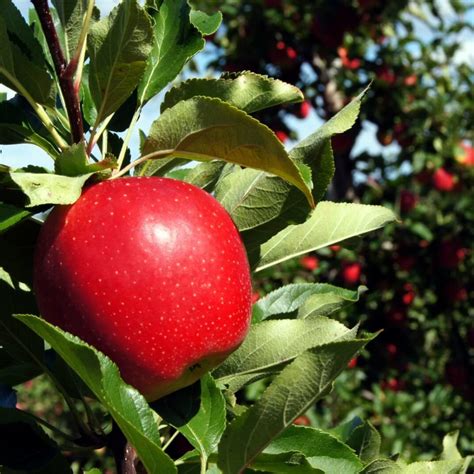 Botryosphaeria Schimmels In Uw Boomgaard Wij Helpen