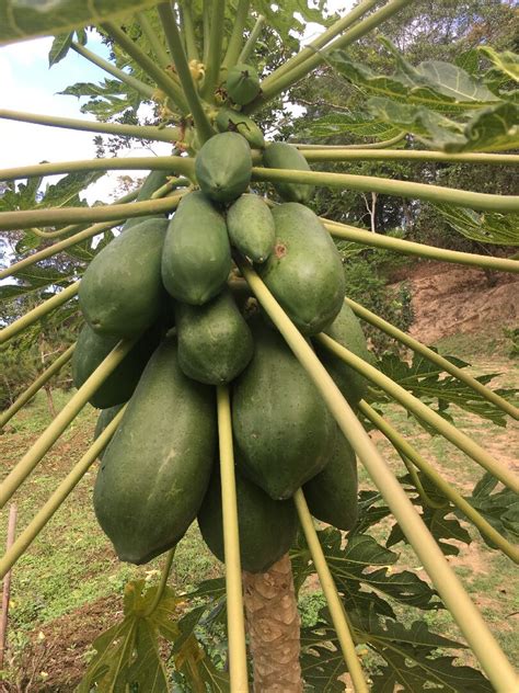 木瓜不會熟 農業知識入口網