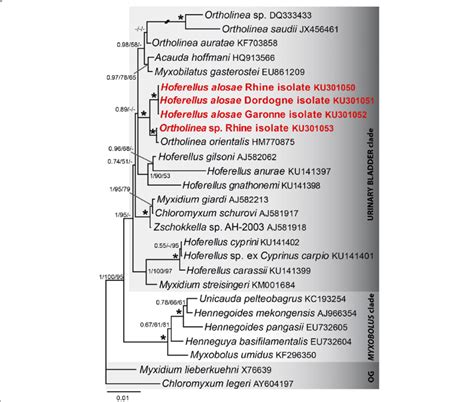 Bayesian Inference BI Tree Showing The Phylogenetic Position Of