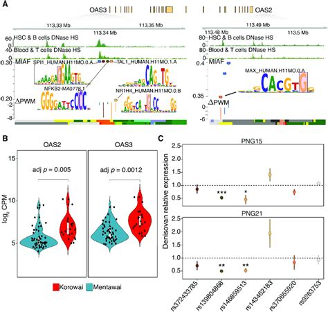 Functional Validation Of The Regulatory Impact Of Denisovan Variants