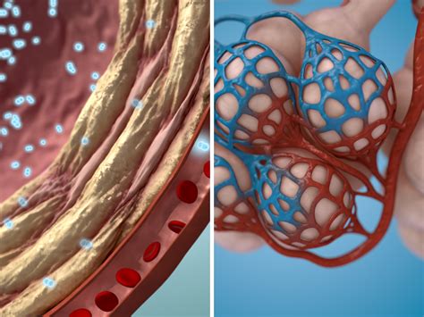 Pathological Features Of Ipf Illustrations Lumen3d