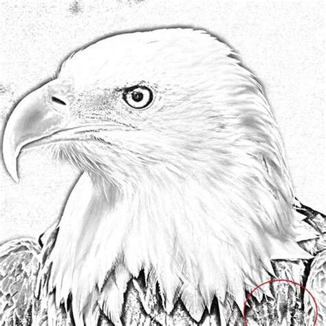 Acertijo Visual Extremo ¿encuentras El Rostro En La Imagen Del águila