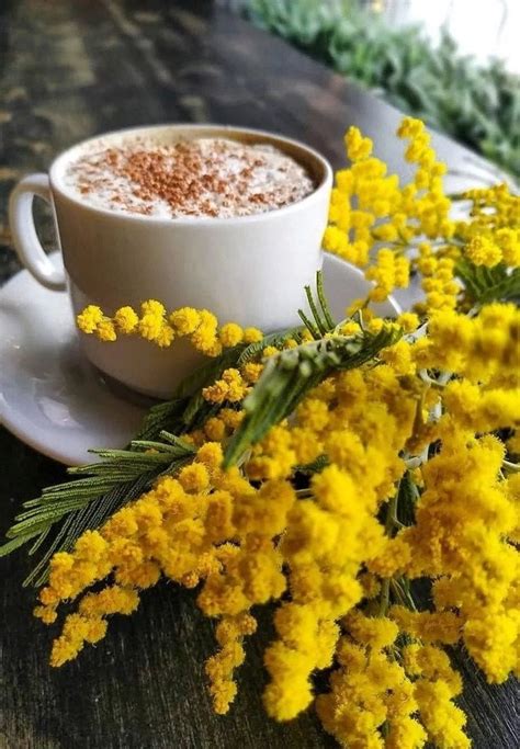 Pin su Coffee & Tea & Chocolate | Pausa caffè, Mimosa, Caffè