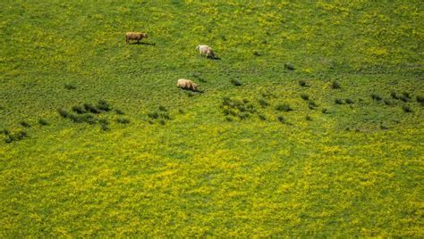 Why Do Cows Eat Grass Everything You Need To Know