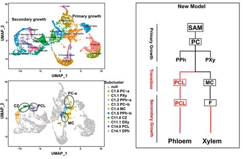 【文章集锦】10x Visium 空间转录组在植物研究中的应用 知乎