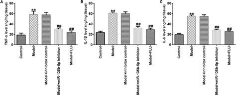 Mir 135b 5p Inhibitor Inhibits Cums Induced Inflammation In Mouse