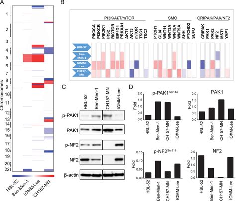 Somatic Copy Number Alterations In Human Meningioma Cell Lines A