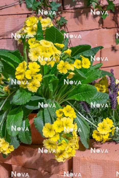 Primula Vulgaris In Pot