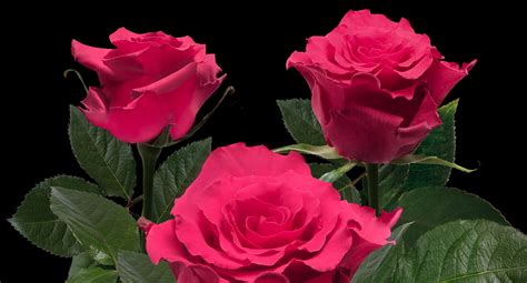 Rose Jacaranda Product On