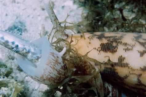 Real Monstrosities Cone Snail