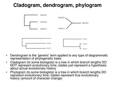 Ppt Reading Phylogenetic Trees Powerpoint Presentation Id3969880