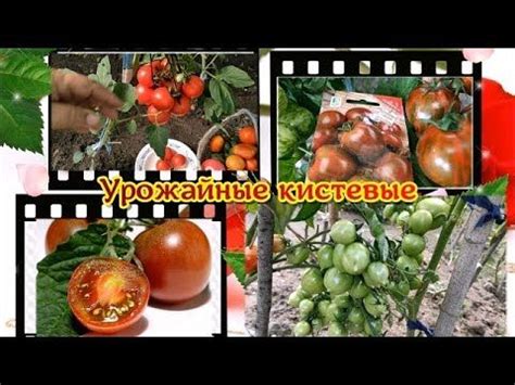 Кистевые Братик Полосатик, Любушка, Ростовские пальчики.. с обильным и ...