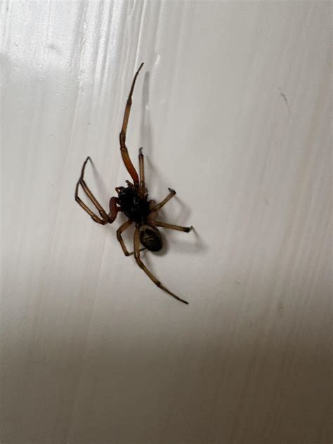 British Spider Identification Group Anyone Know What This Is Facebook