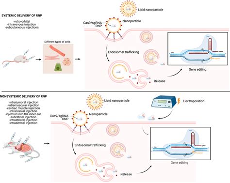 Overview Of Systemic And Nonsystemic Delivery Methods Of Crispr Cas Via